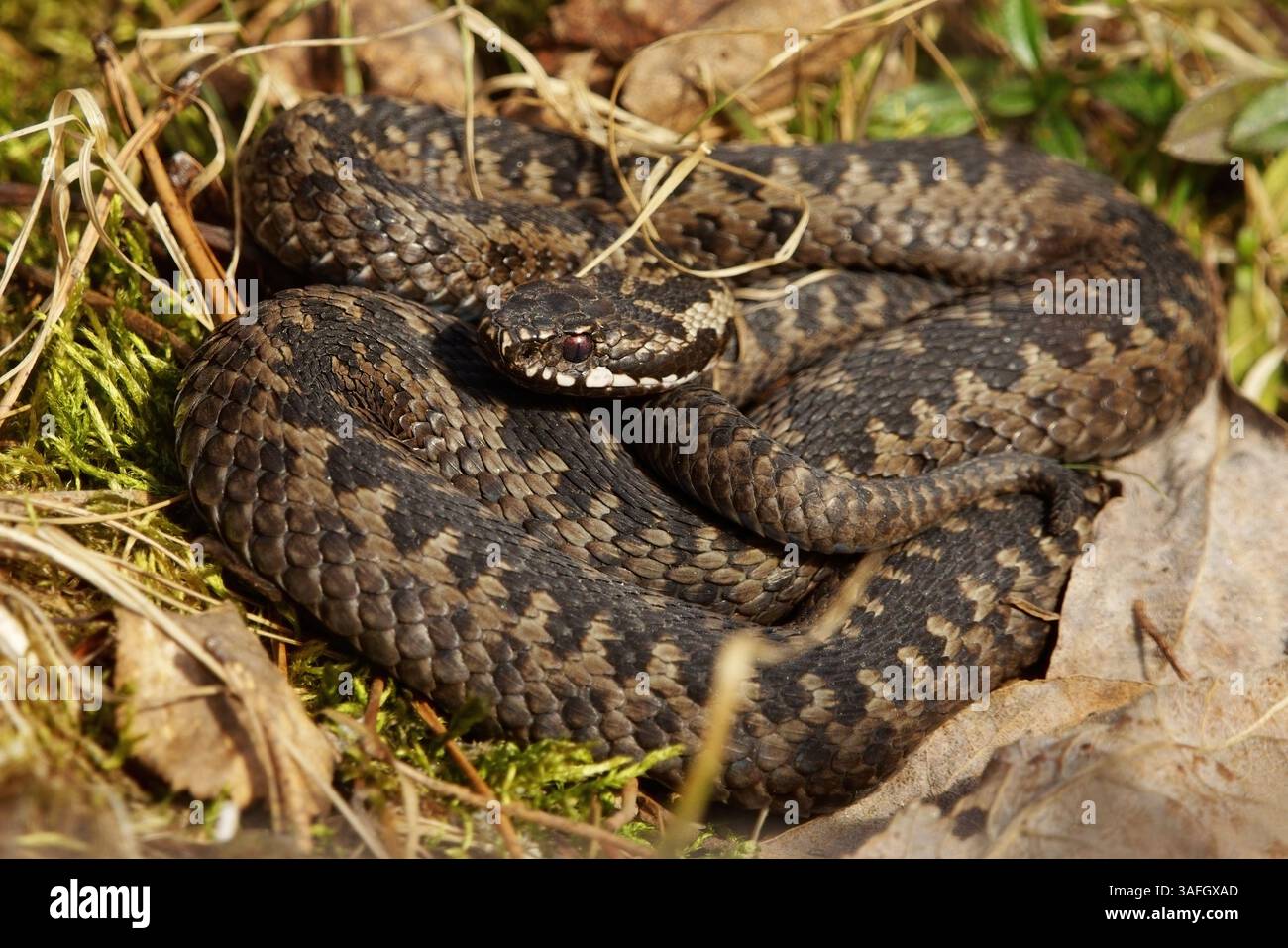Common European adder or common European viper (Vipera berus) basking ...