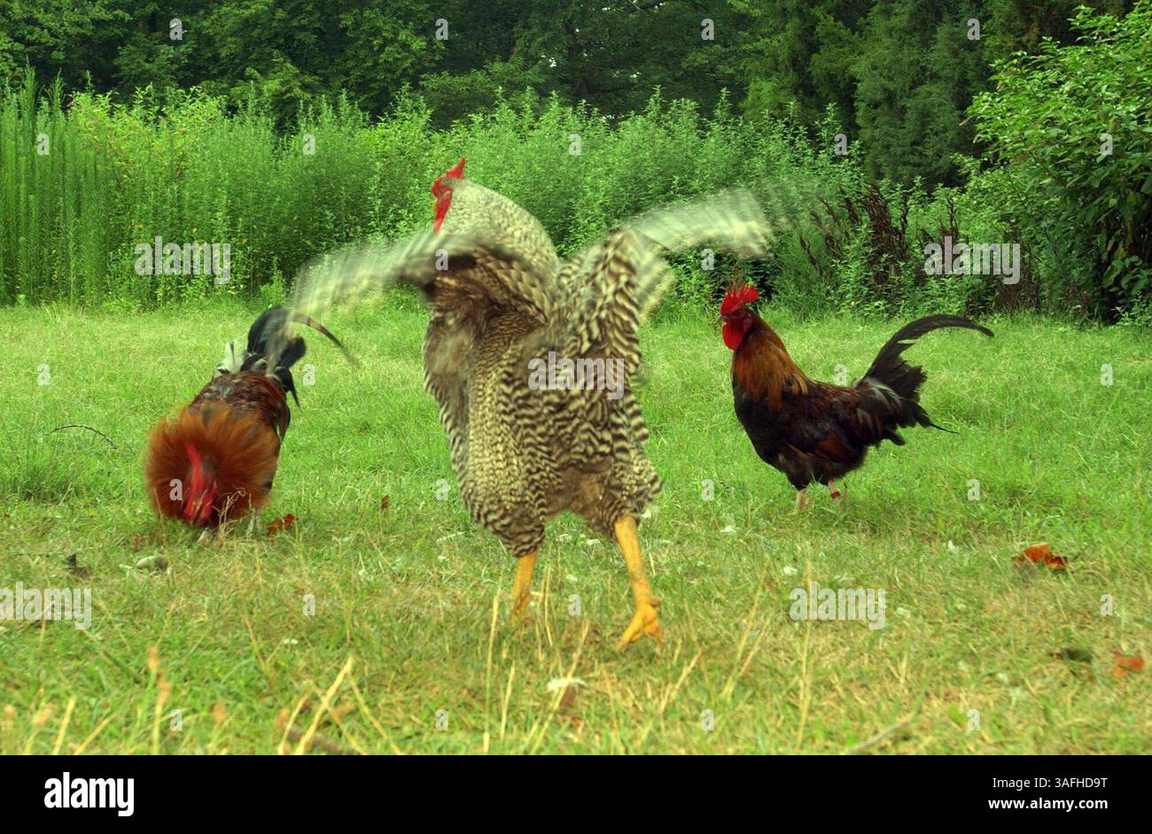 Prized rooster hi-res stock photography and images - Alamy