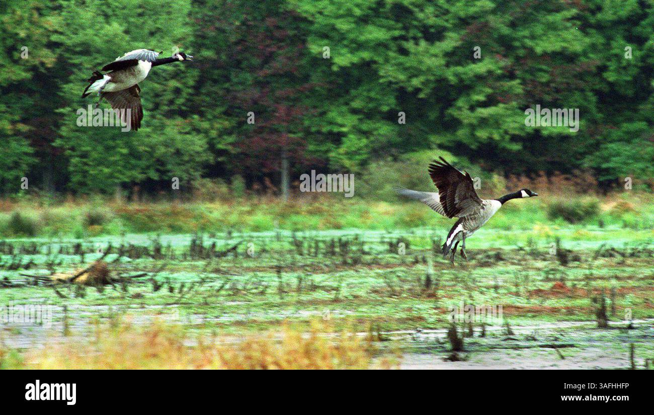 Two types of geese hi-res stock photography and images - Alamy