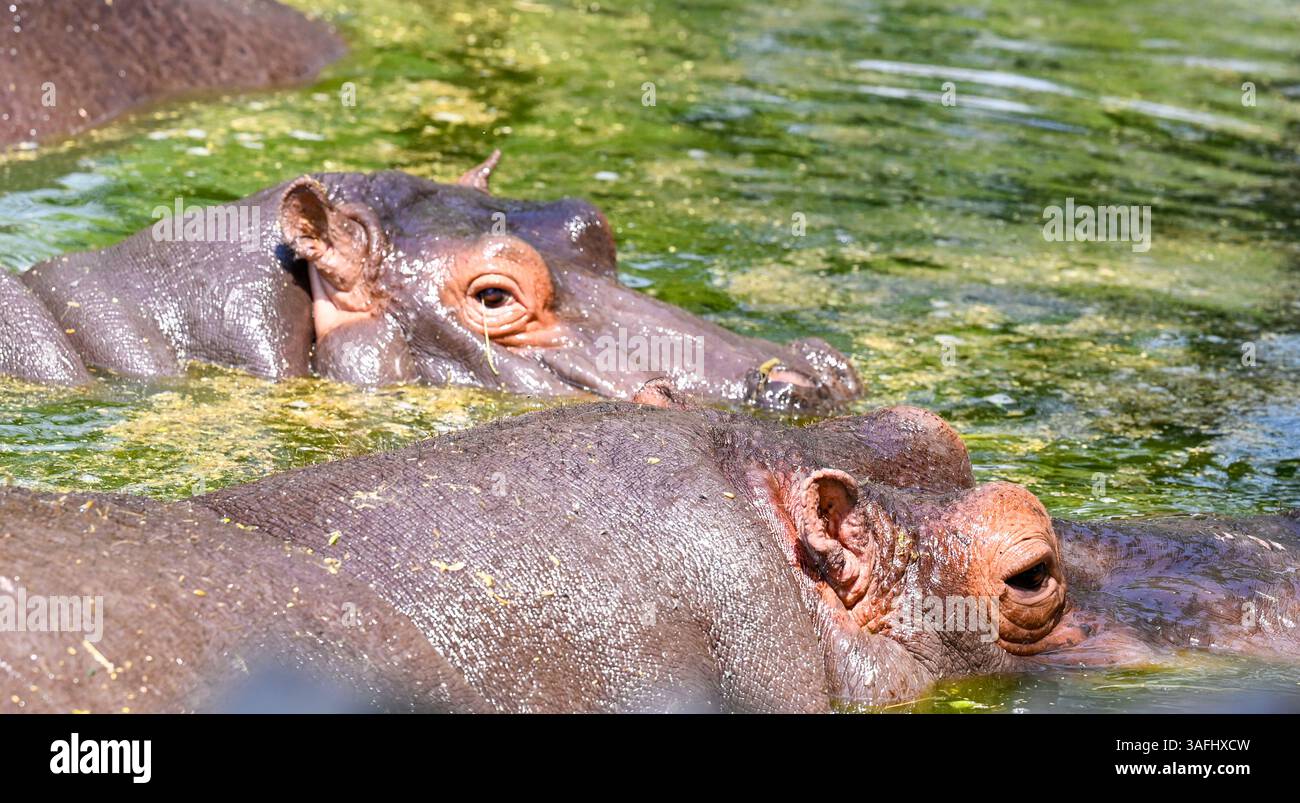NEW DELHI, INDIA - APRIL 7: Hippopotamus beat the heat in a water pool ...