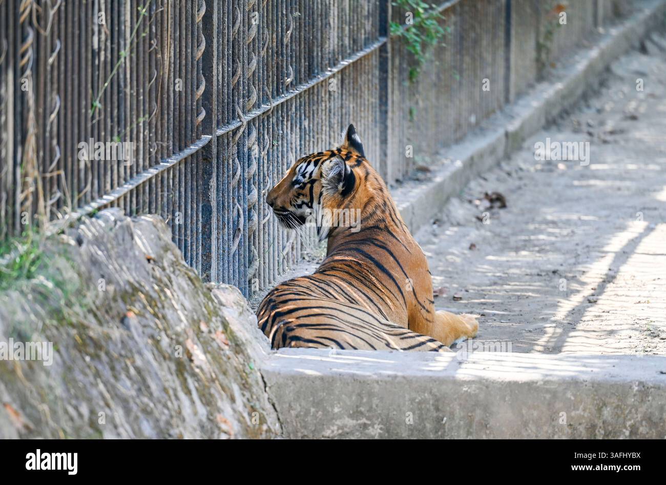 NEW DELHI, INDIA - APRIL 7: Tiger relaxing under the shadow to beat the ...