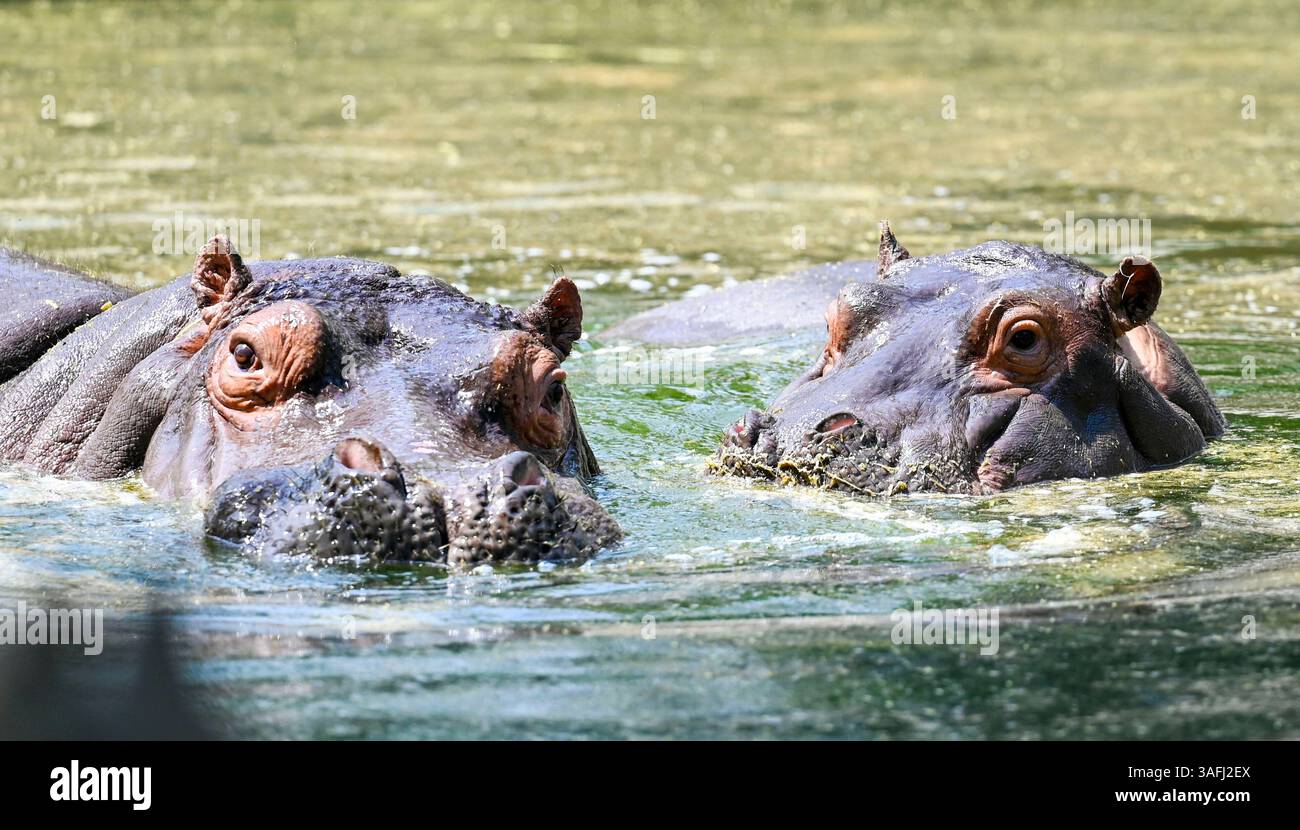 NEW DELHI, INDIA - APRIL 7: Hippopotamus beat the heat in a water pool ...