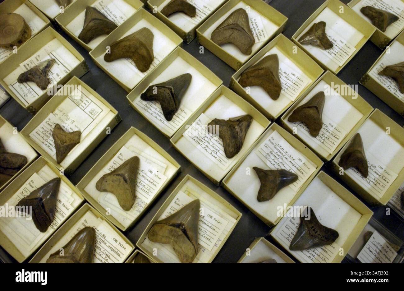 Calvert shark teeth hi-res stock photography and images - Alamy