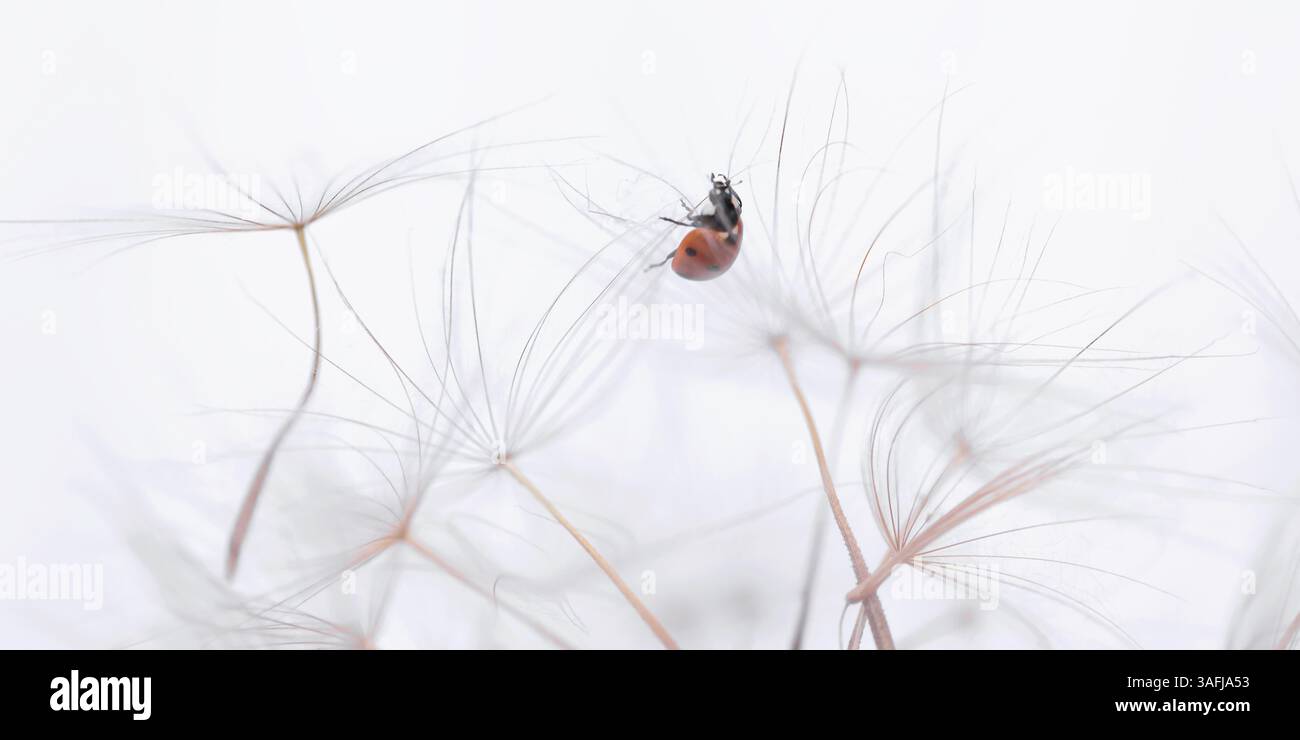 Ladybug on fluffy Dandelion on white background Stock Photo - Alamy