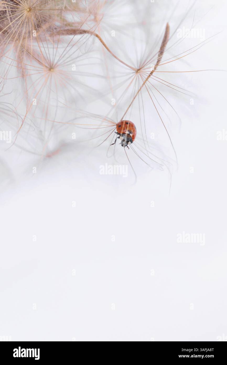 Ladybug on fluffy Dandelion on white background Stock Photo - Alamy