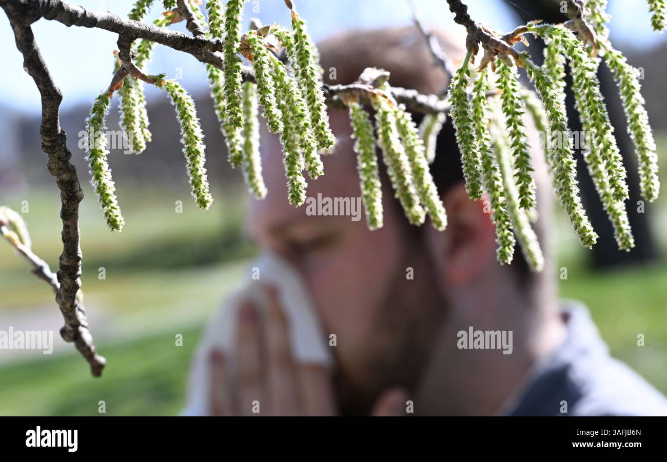 Stuttgart, Germany. 03rd Apr, 2025. A man blows his nose behind birch ...