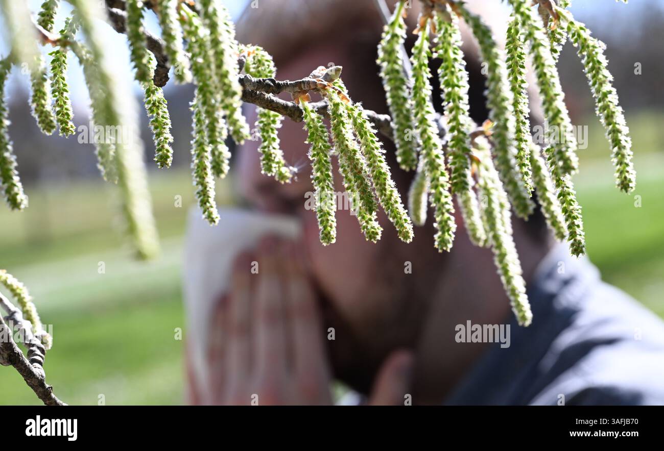 Stuttgart, Germany. 03rd Apr, 2025. A man blows his nose behind birch pollen on the branch of a ...