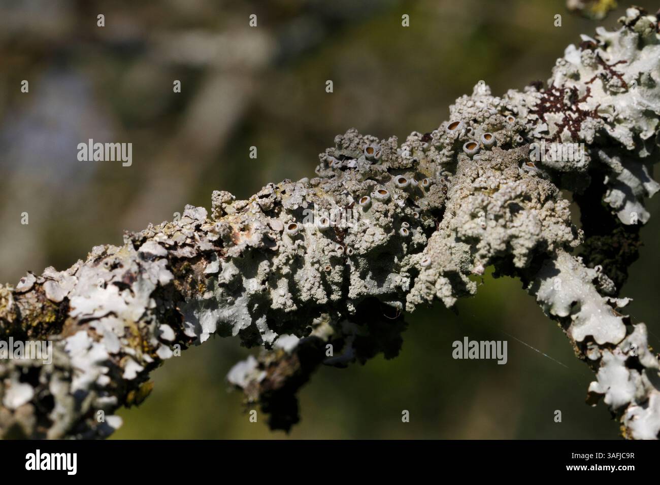 mixed lichen varieties on a branch including Stock Photo - Alamy