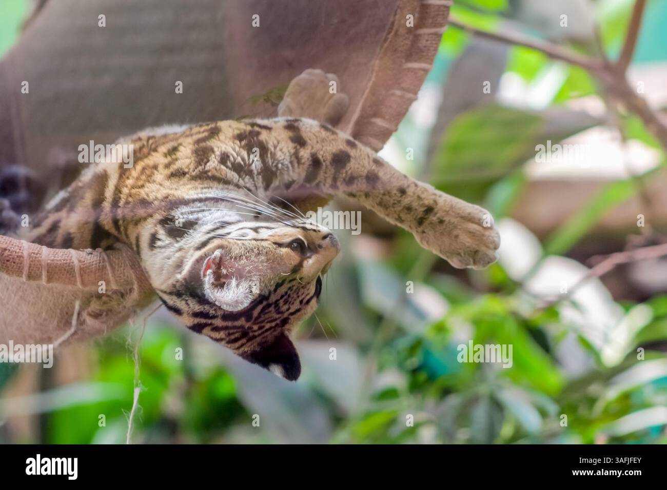 Ocelot wild cat perched on a tree branch in natural habitat, surrounded ...