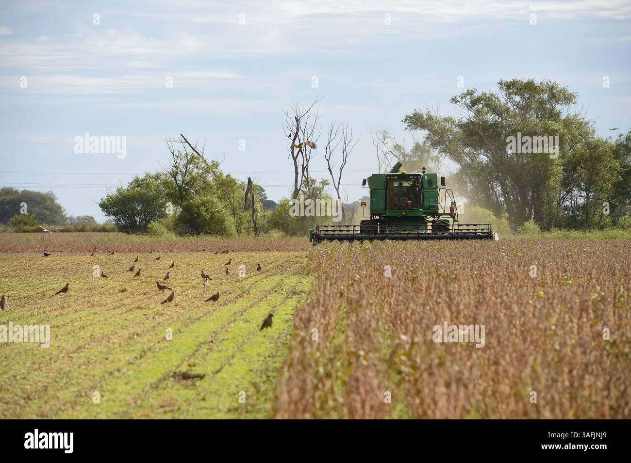 06 April 2025, Argentina, Arrecifes: Soybeans are harvested from the ...