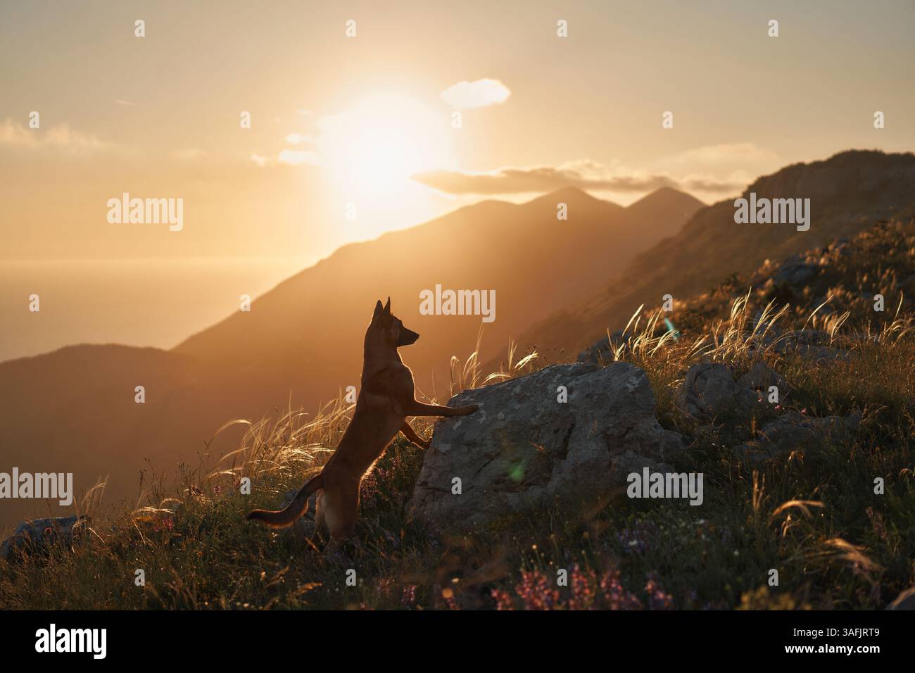 Malinois stands proudly on hi-res stock photography and images - Alamy