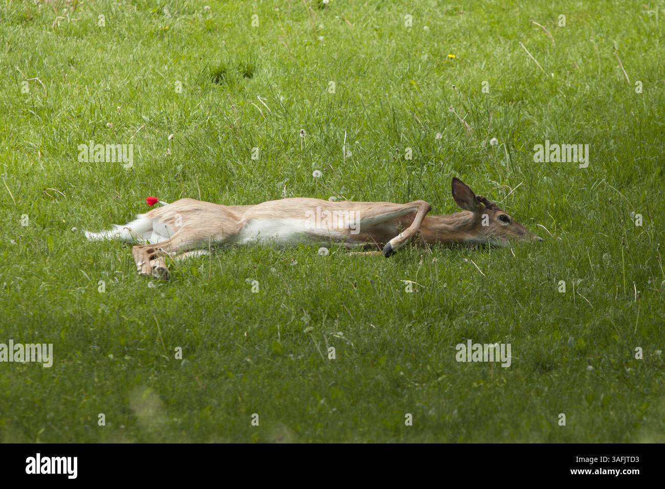 May 25, 2012 - Toronto, Ontario, Canada - A wild 2-year old white ...