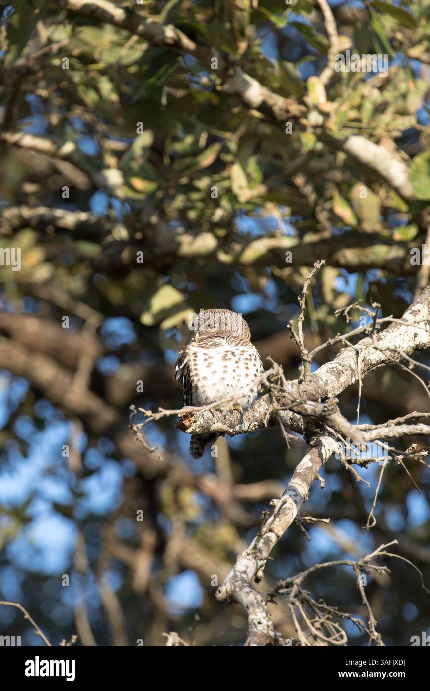 Photo of African barred owlet in Southafrica Stock Photo - Alamy