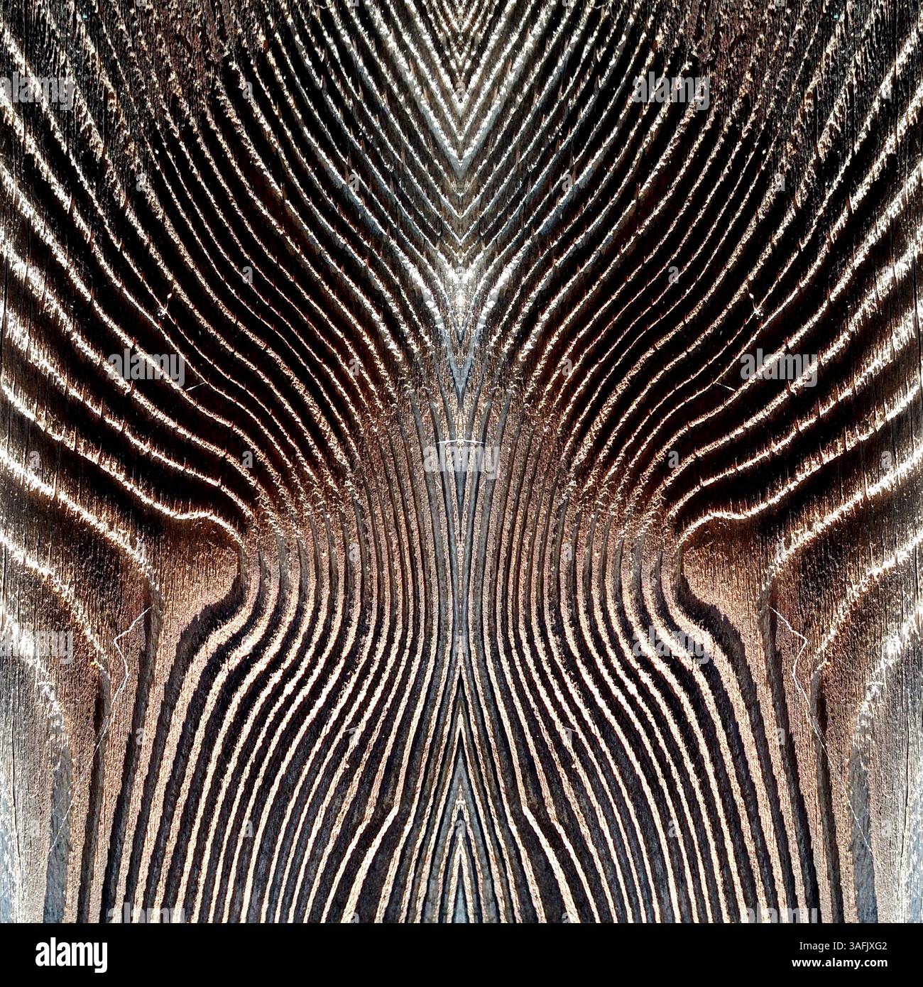Bilateral symmetry created with mirror images of wood grain and knots ...