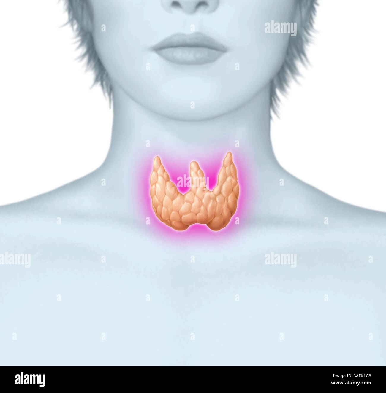 Kaa rperteil hi-res stock photography and images - Alamy