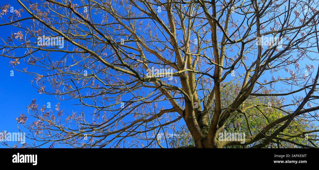 Foxglove tree (paulownia tomentosa) with flowers and no leaves against ...