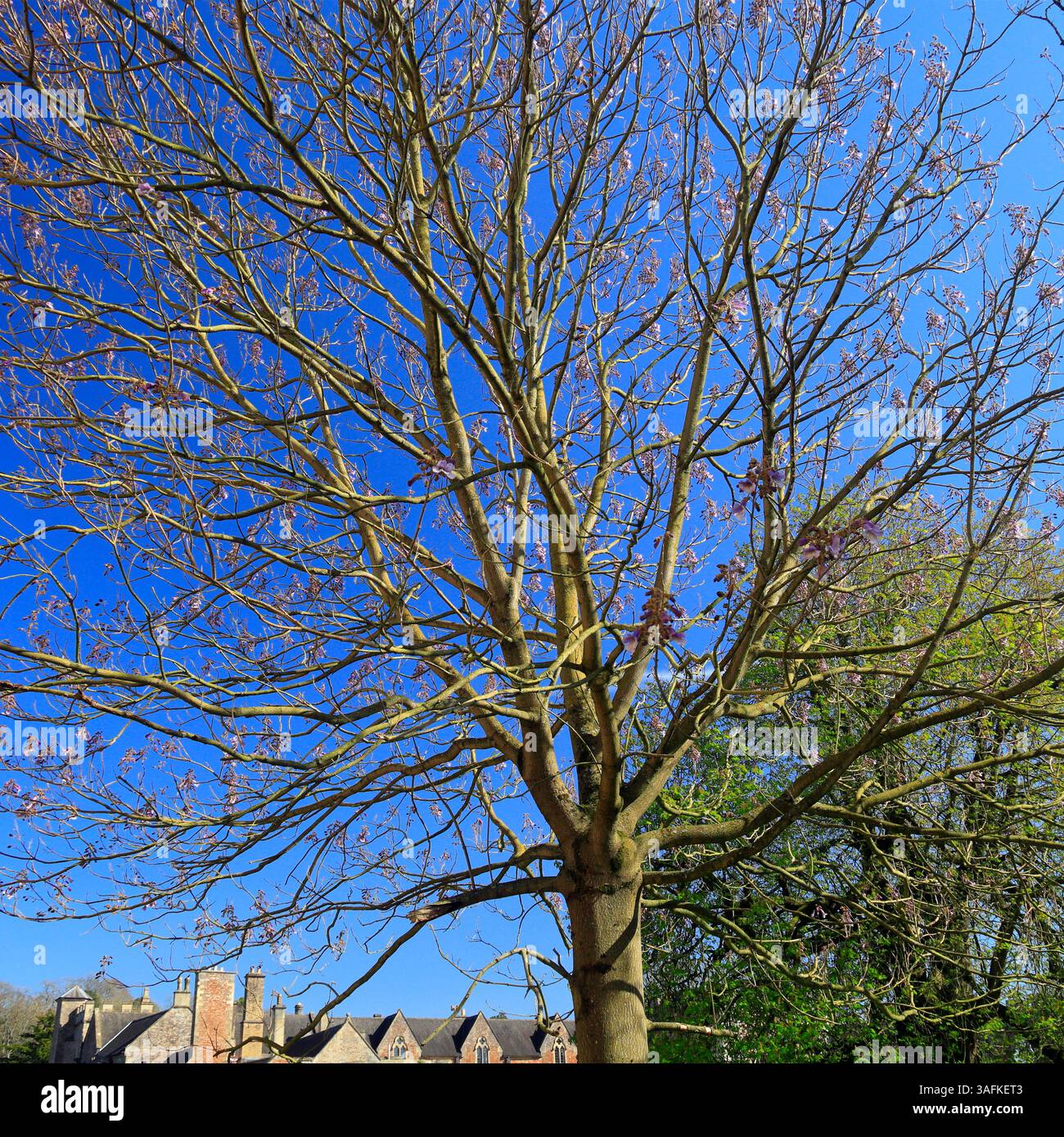 Foxglove tree (paulownia tomentosa) with flowers and no leaves against ...