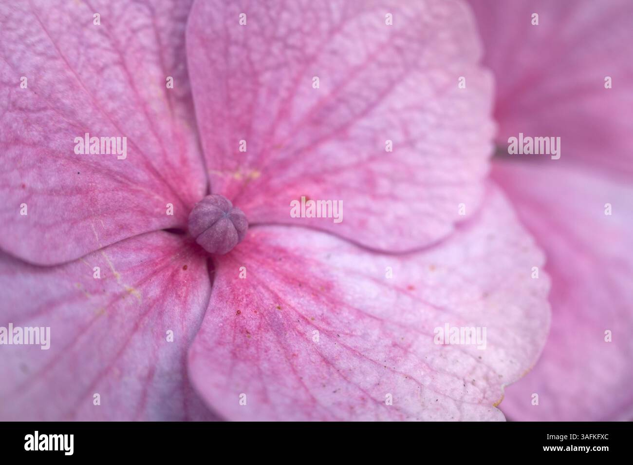 artistic close-up photo of a Hydrangea with pink petals Stock Photo - Alamy