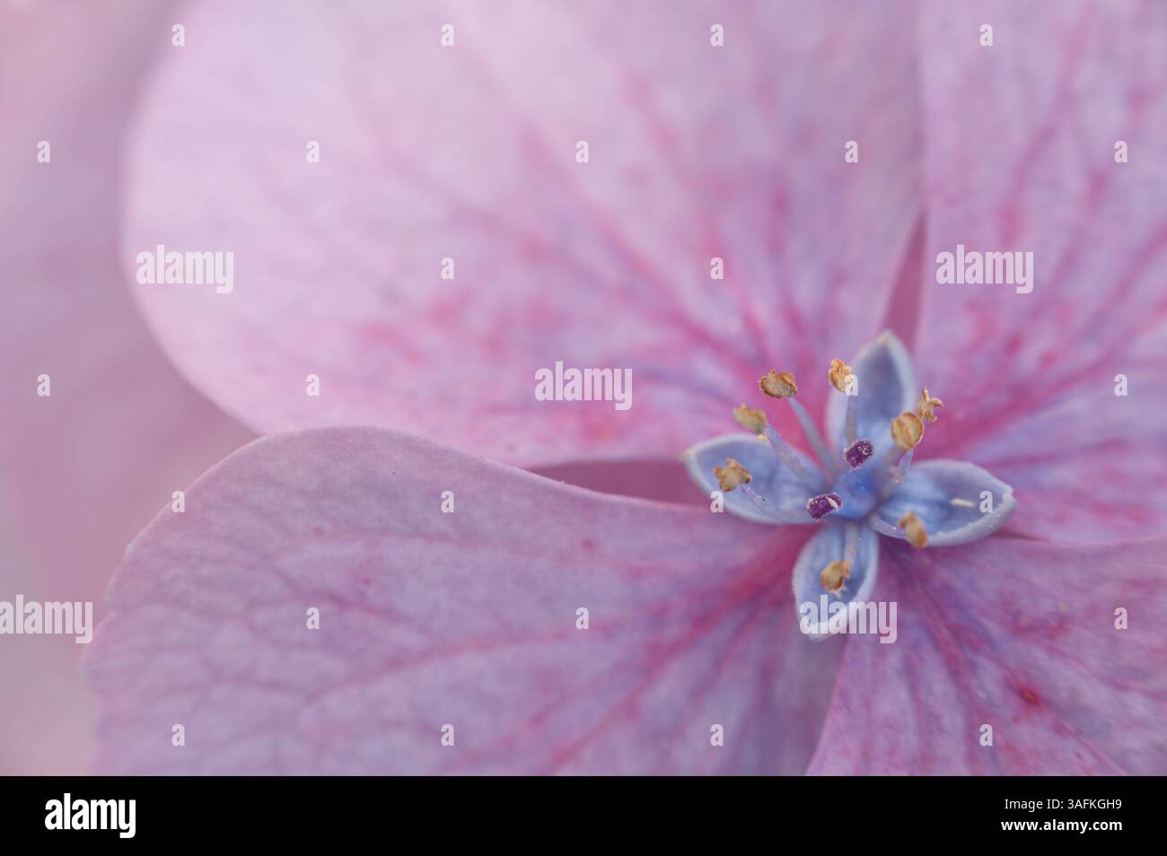 artistic close-up photo of the pistils of a Hydrangea with pink petals ...
