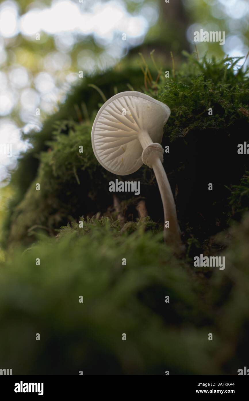 Mushroom from below, on a tree trunk Stock Photo - Alamy