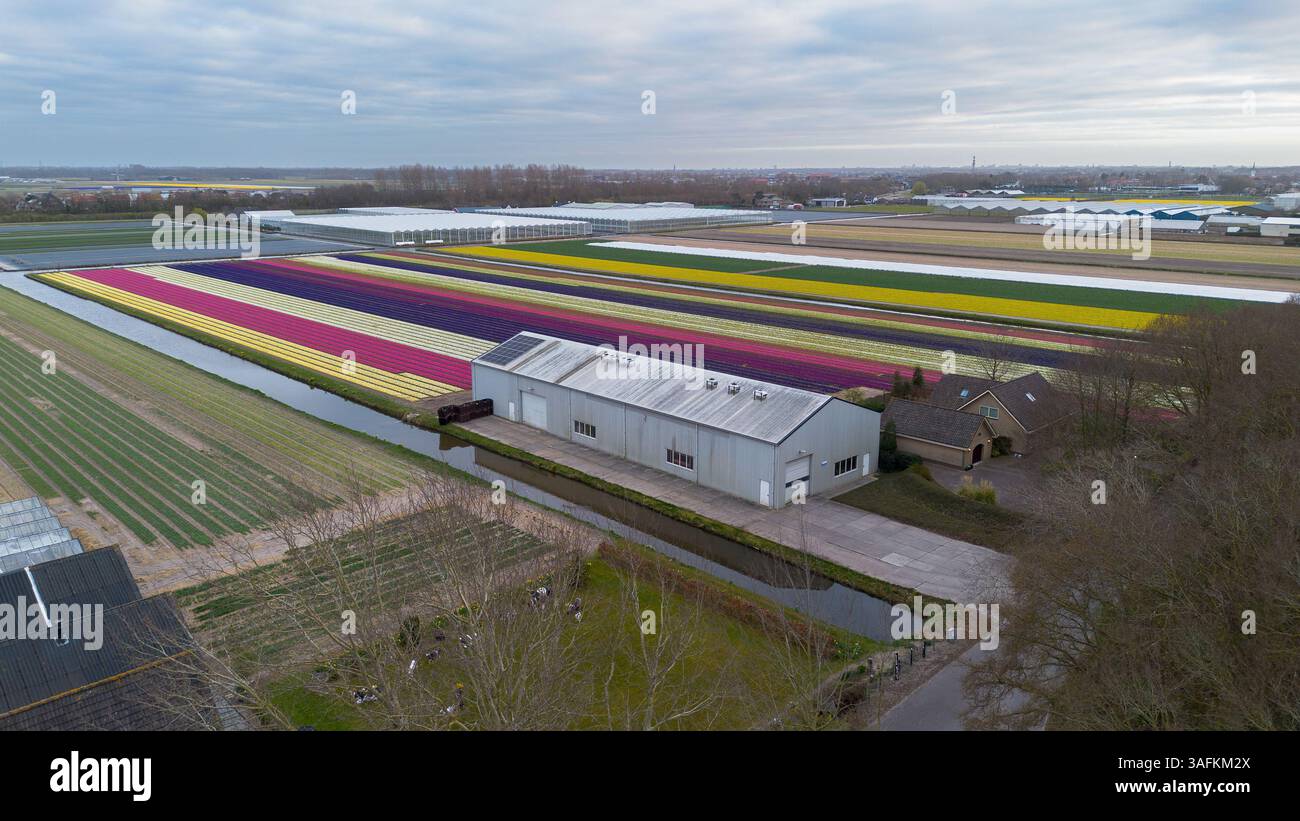 Aerial view of vibrant tulip fields in full bloom, arranged in colorful ...