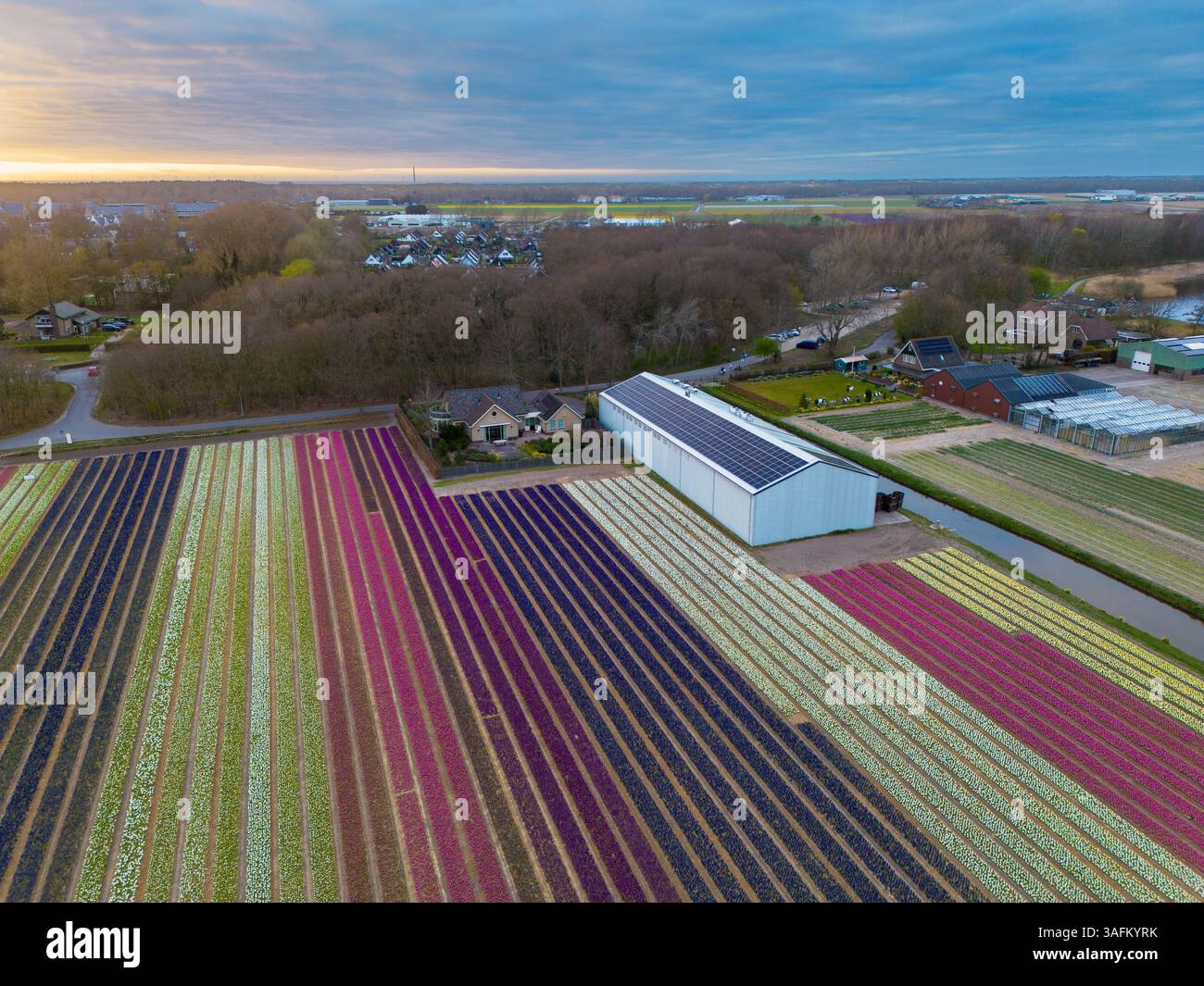 Aerial view of vibrant tulip fields in full bloom at sunset. Striped ...
