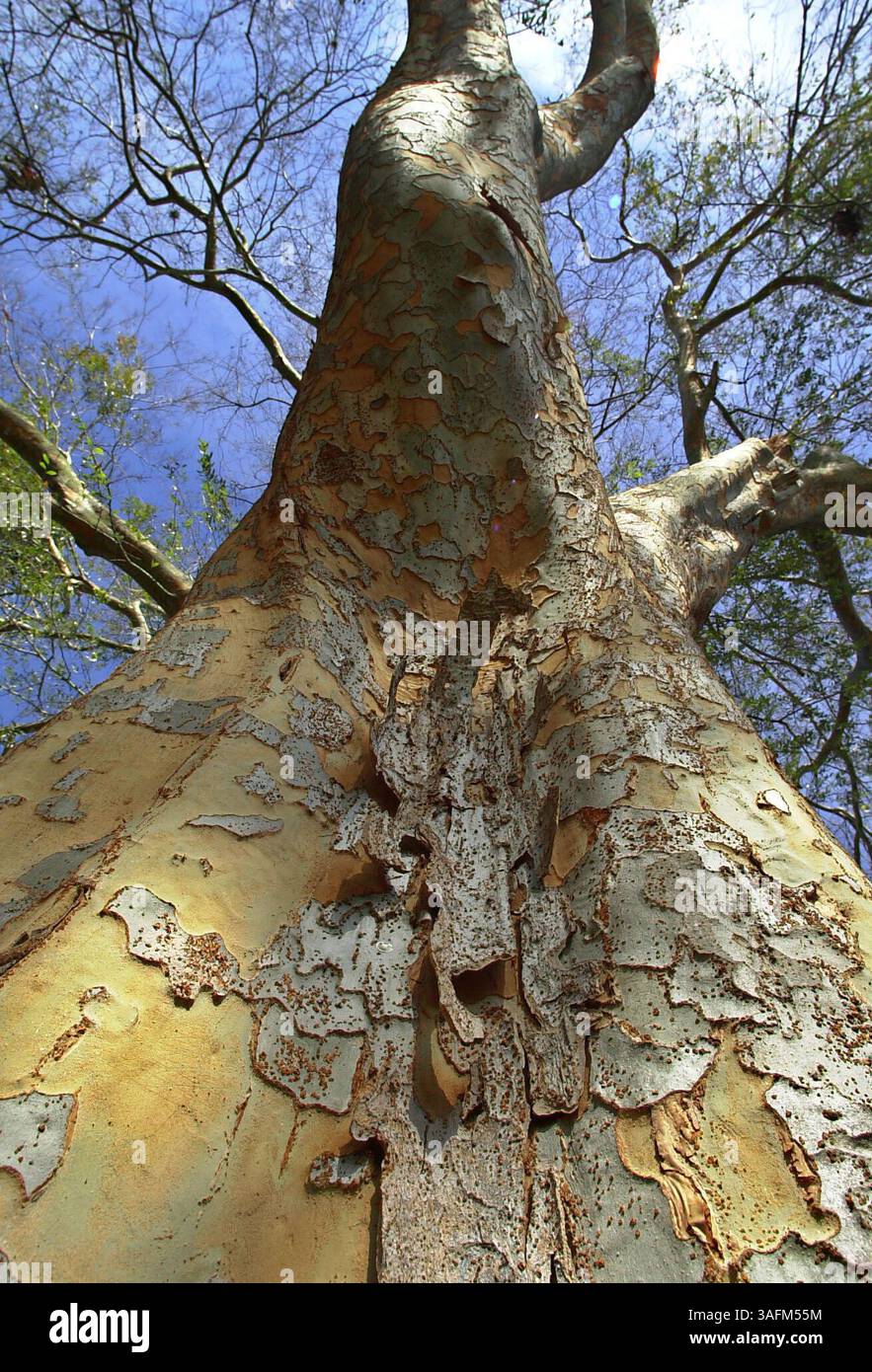 DELIVER TO NP DESK-1/7/2004-CHAMPION TREES---5. The National Champion ...
