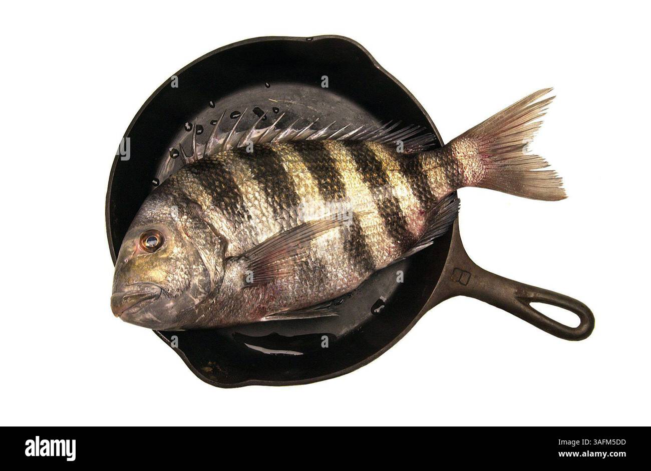 Sheepshead teeth hi-res stock photography and images - Alamy