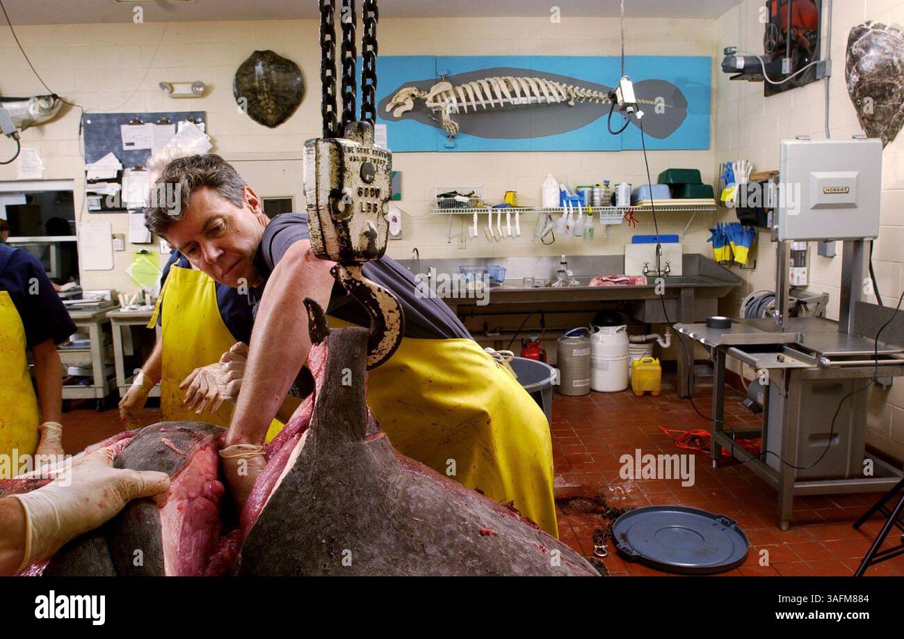 Tom Pitchford (cq) performs one of the days two necropsies (autopsy on ...