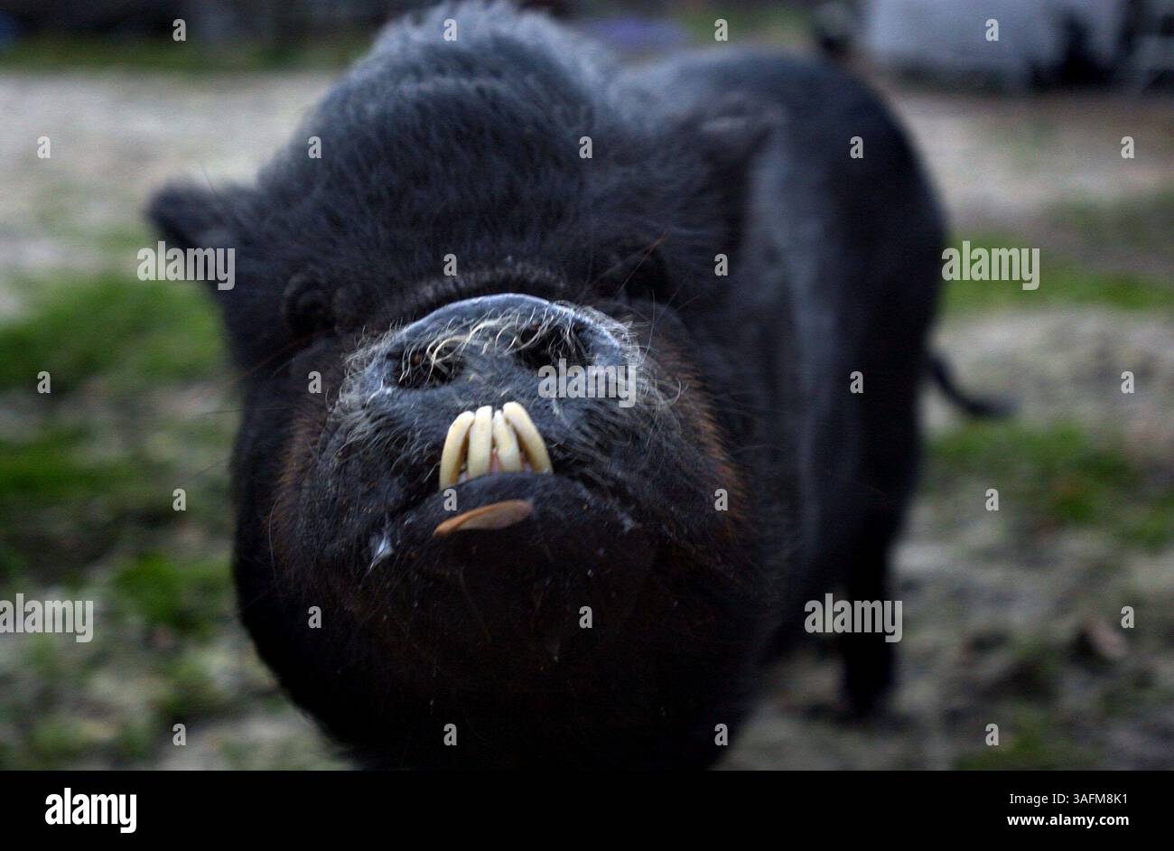 Patty Pig is a potbelly who is approximately 5 years old and lives at ...