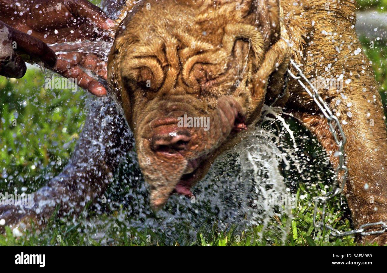 Neopolitan mastiffs hi-res stock photography and images - Alamy