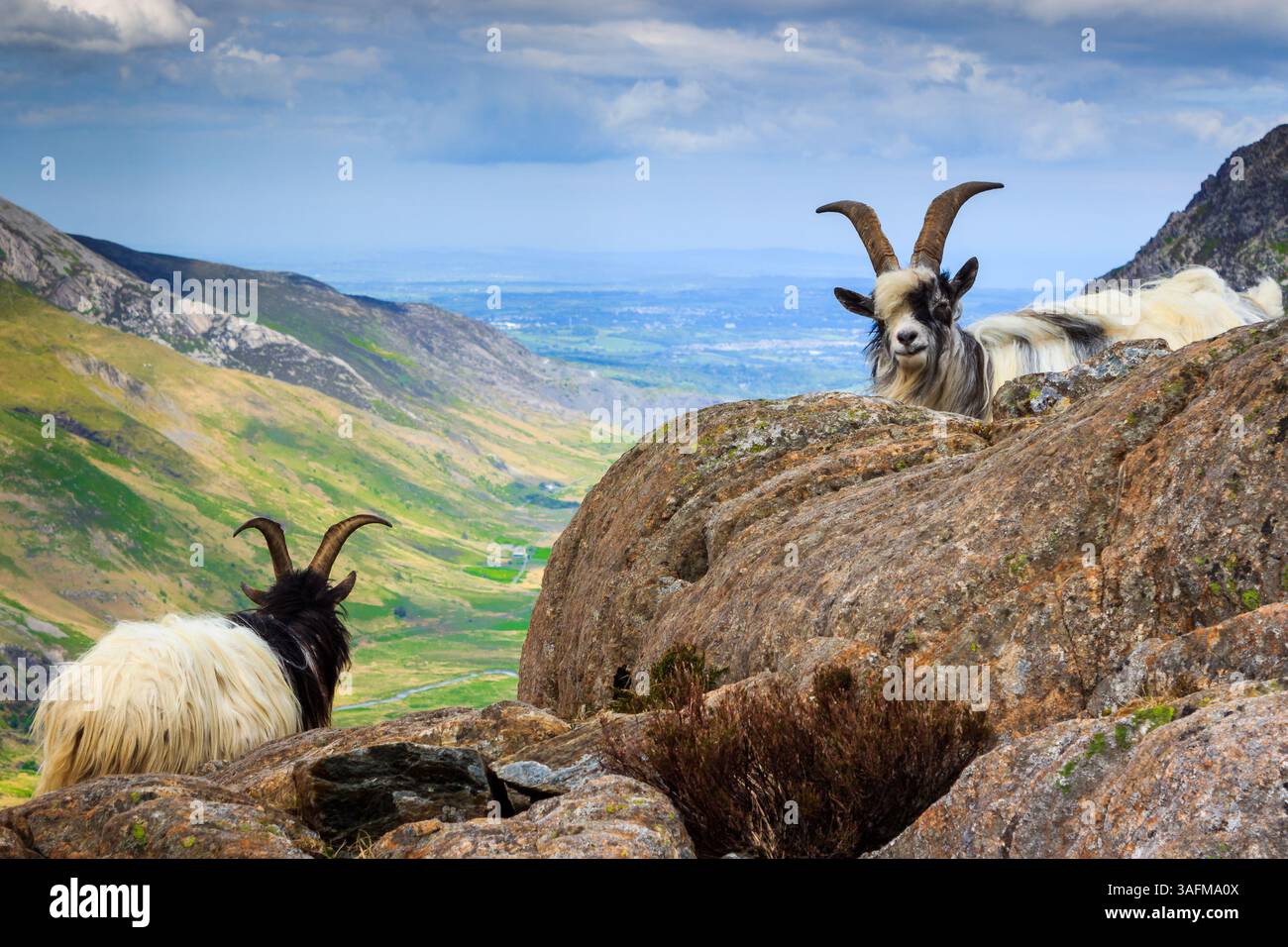 Feral mountain goats Stock Photo - Alamy