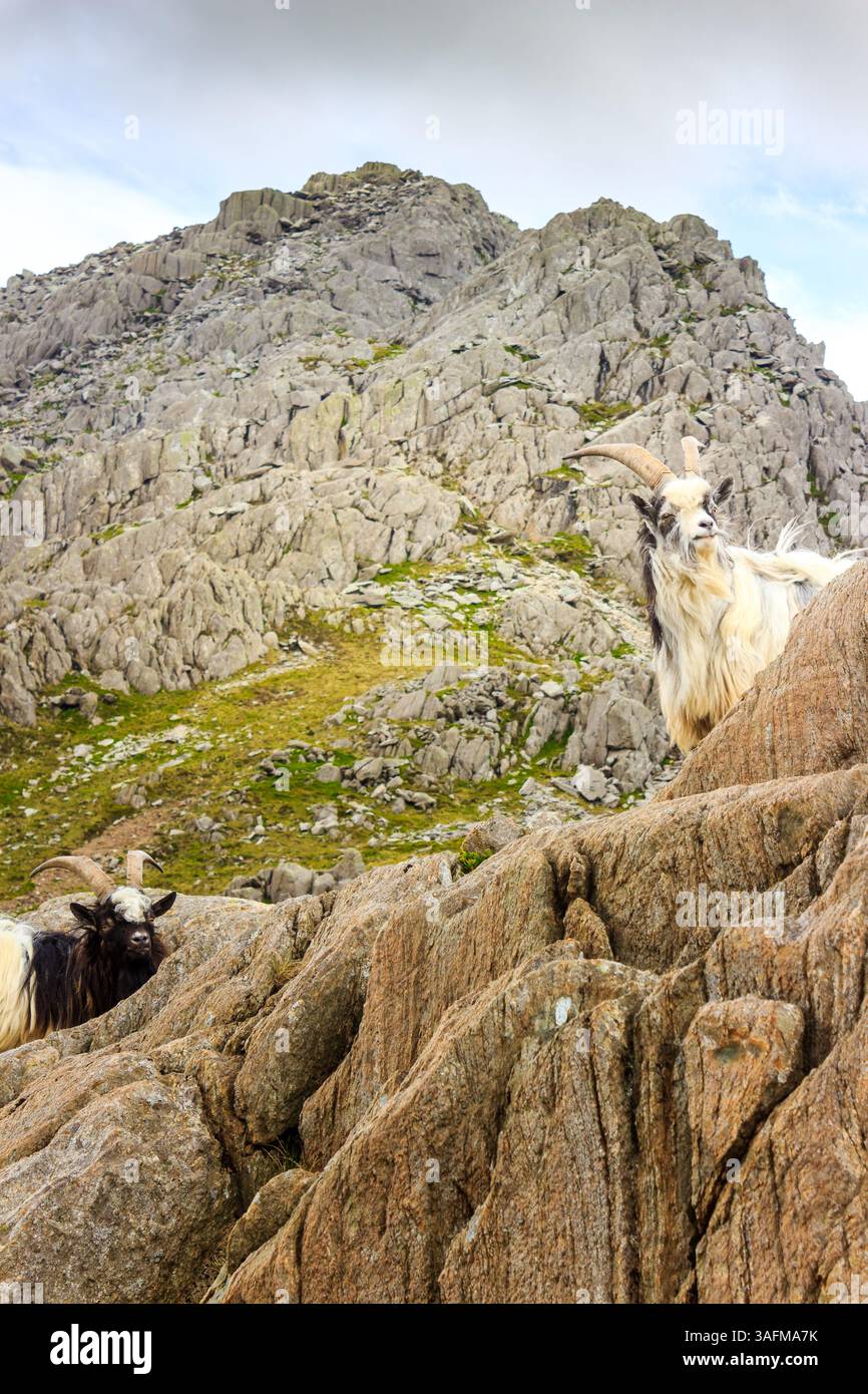 Guardians of Tryfan ridge Stock Photo - Alamy