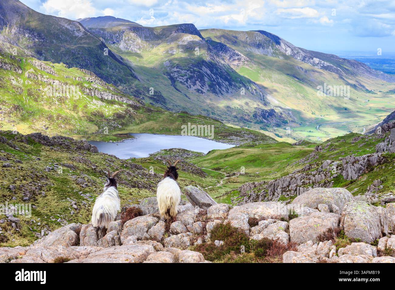Feral mountain goats on bwlch Tryfan Stock Photo - Alamy