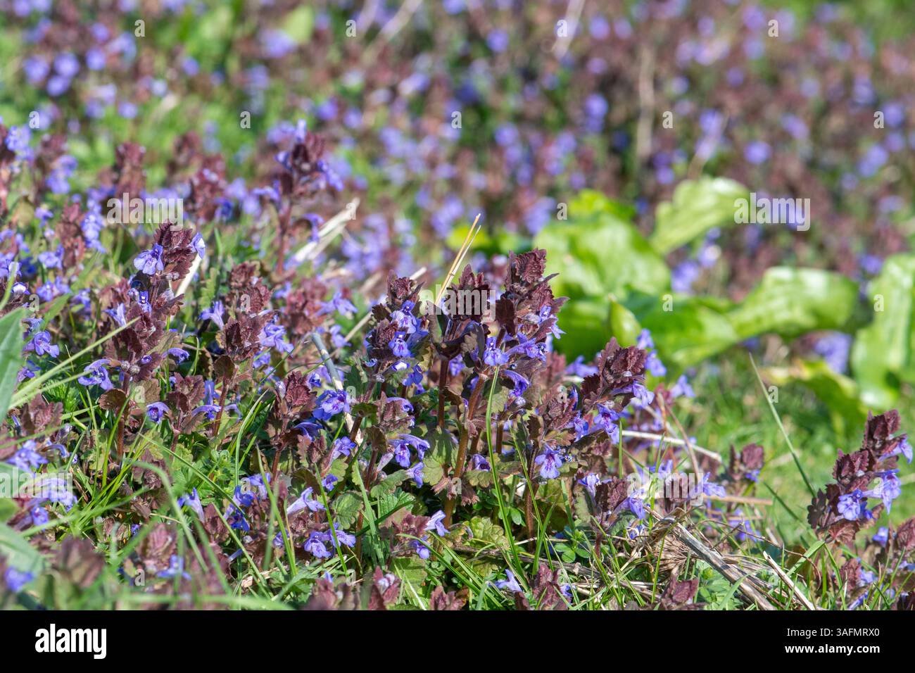Ground ivy (Glechoma hederacea), a wildflower with blue purple flowers ...