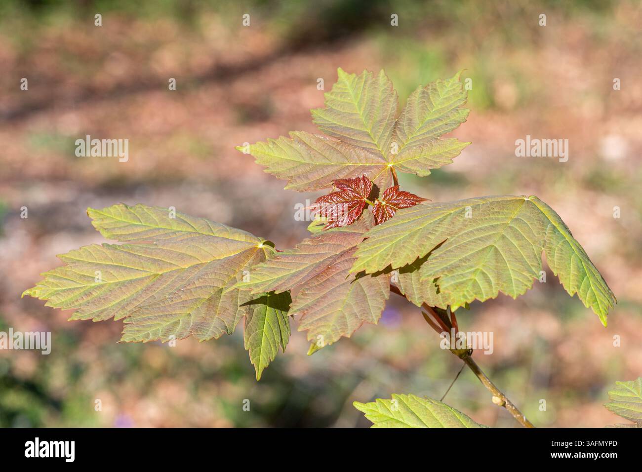 Sycamore tree (Acer pseudoplatanus) fresh leaves soon after emerging in ...