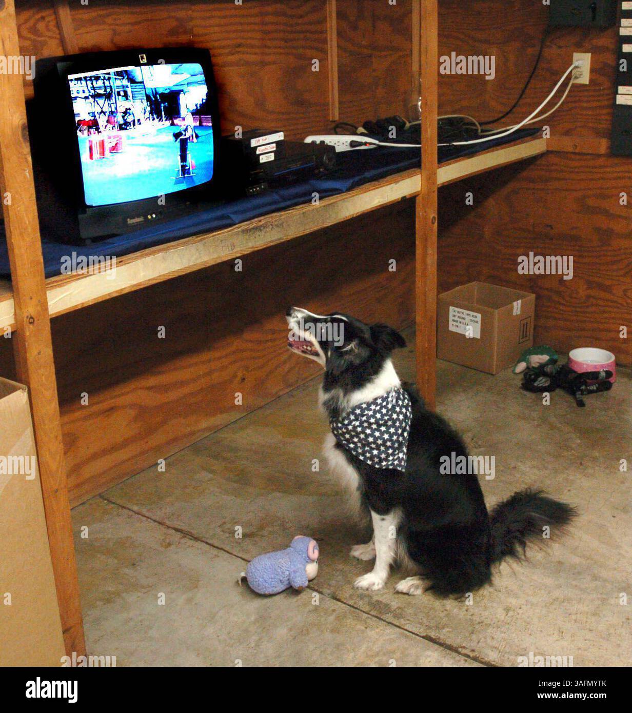 Cody is a local dog (Border Collie) and is seven years old. She will be ...