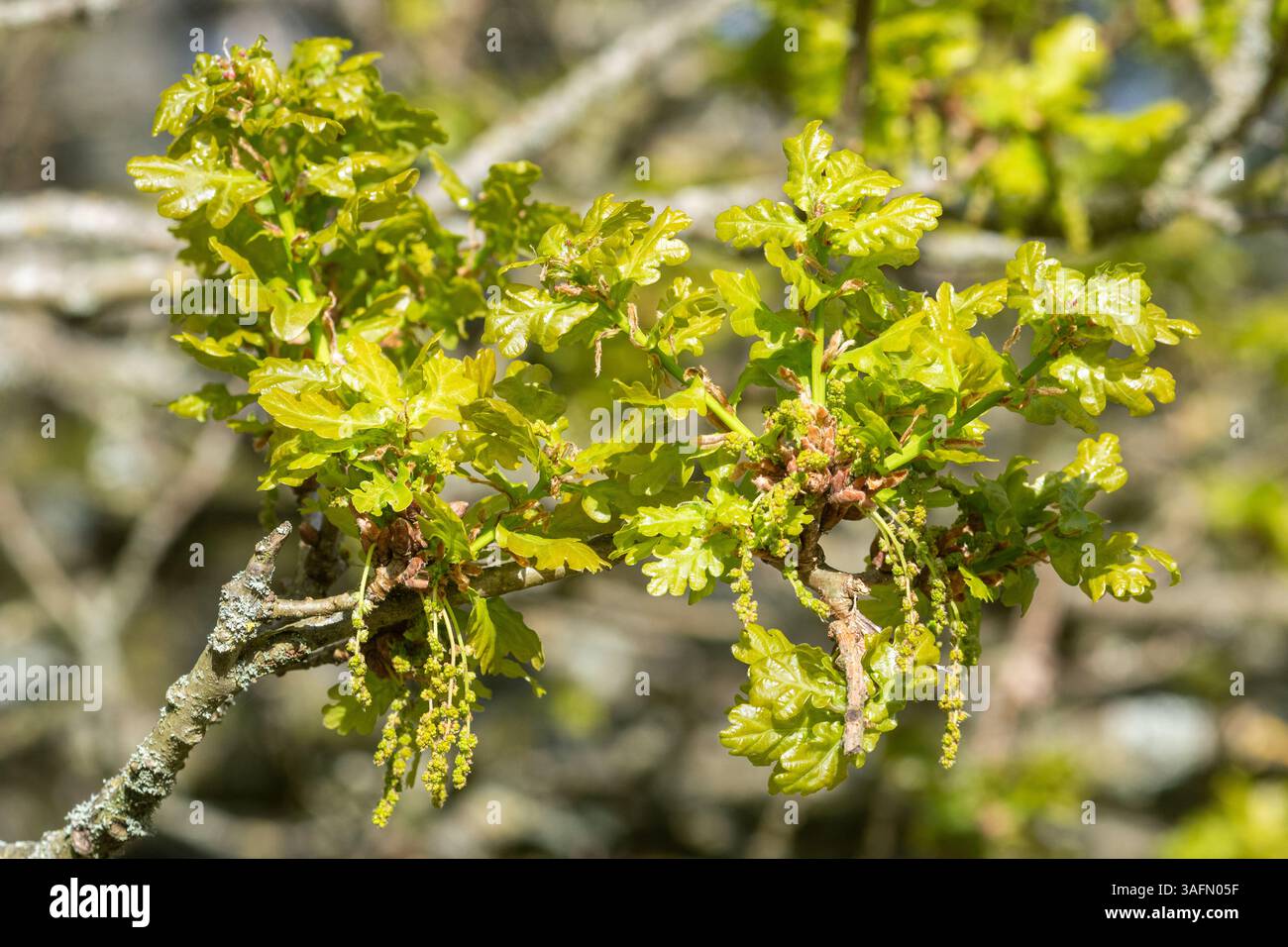 English oak tree (Quercus robur) in april with leaves emerging and ...