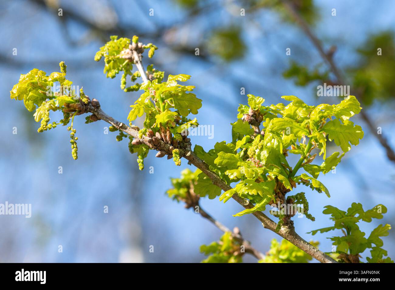 English oak tree (Quercus robur) in april with leaves emerging and ...