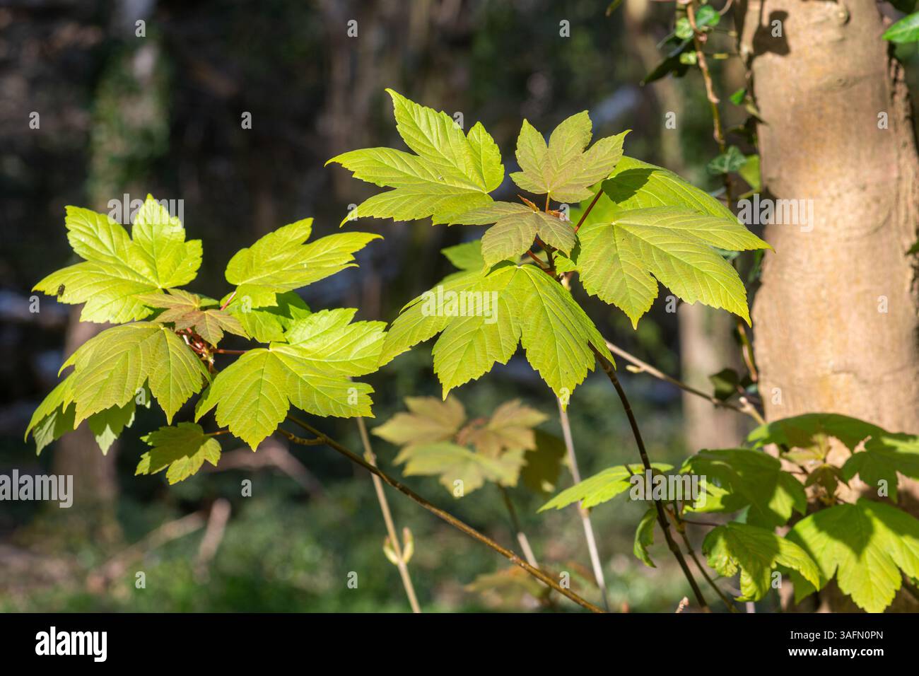 Sycamore tree (Acer pseudoplatanus) fresh green leaves soon after ...