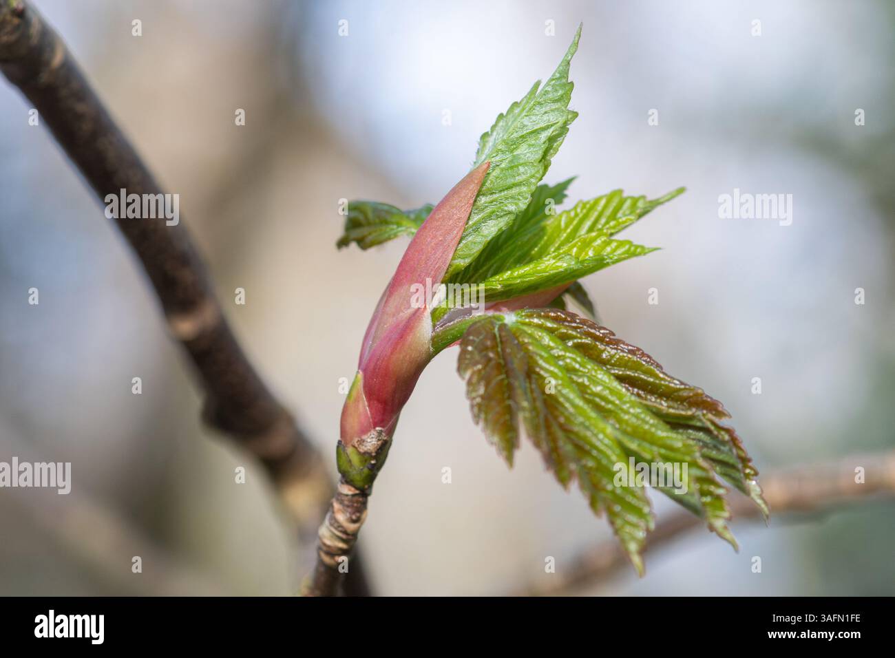 Sycamore tree (Acer pseudoplatanus) leaf bud in spring, UK Stock Photo ...