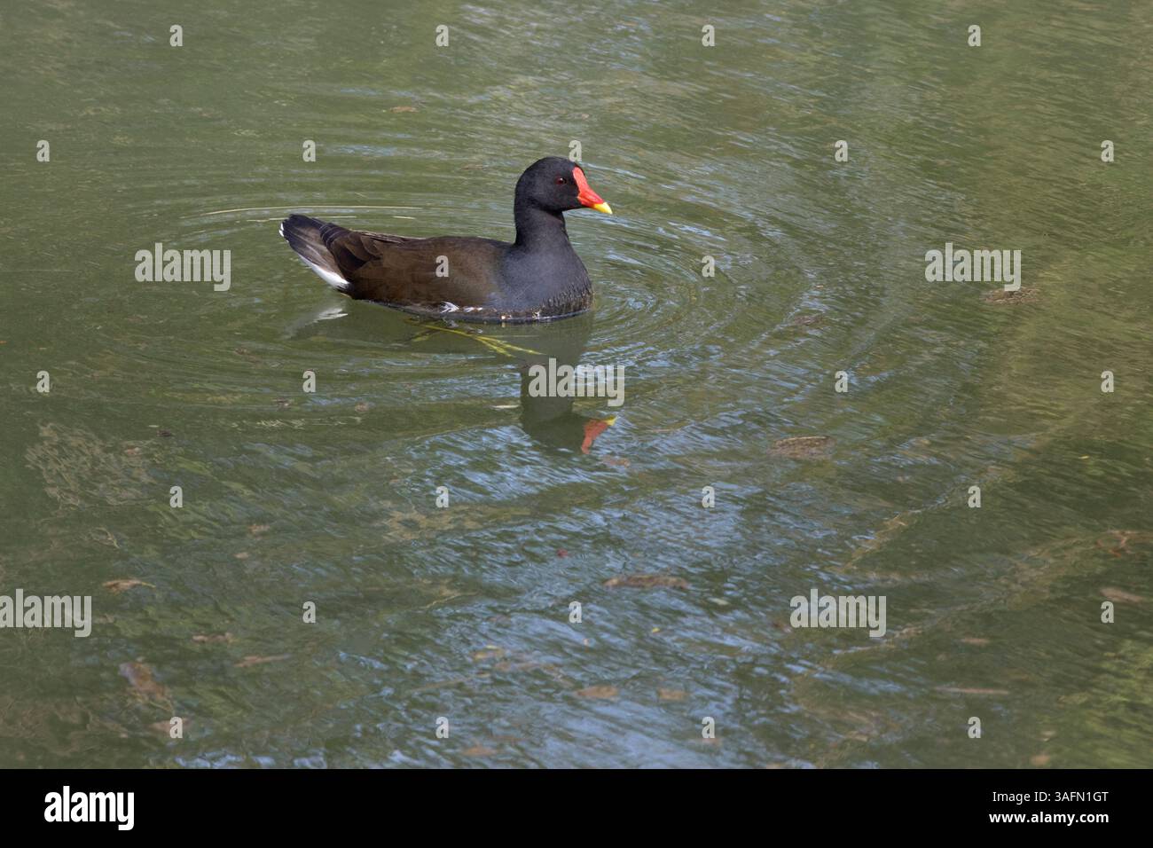 Common Moorhen River Stort Harlow Essex Stock Photo - Alamy