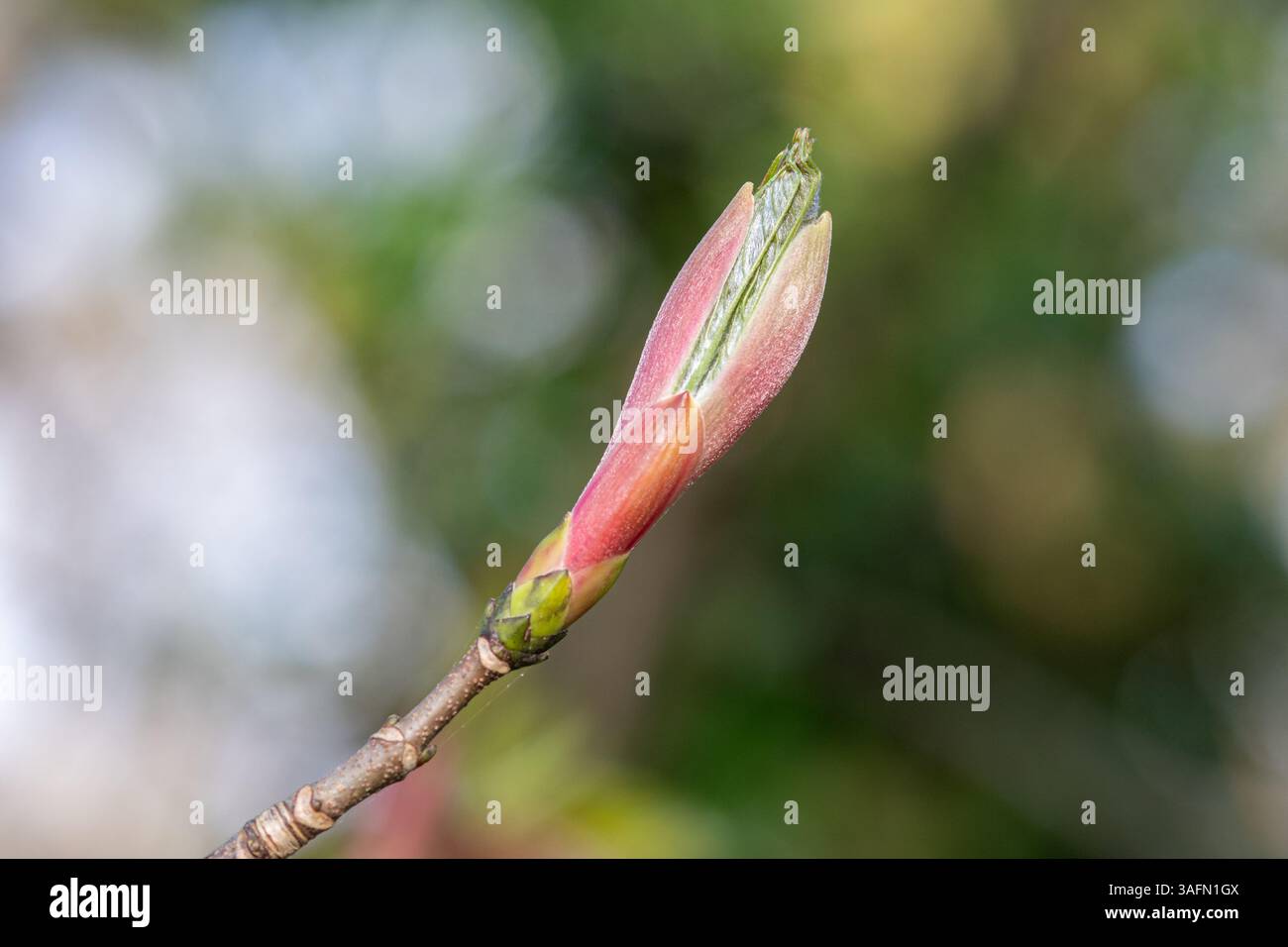 Sycamore tree (Acer pseudoplatanus) leaf bud opening in spring, UK ...
