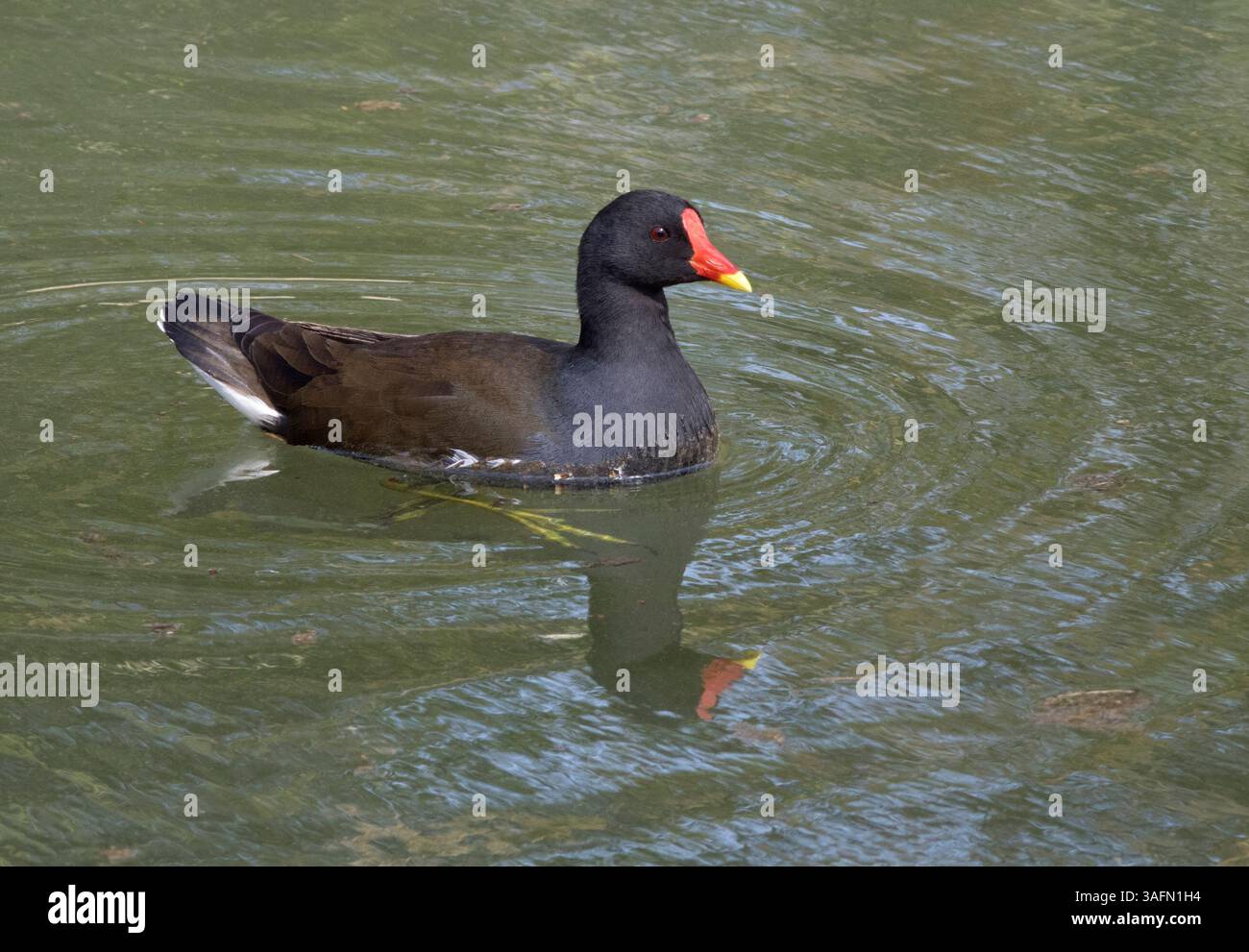 Common Moorhen River Stort Harlow Essex Stock Photo - Alamy