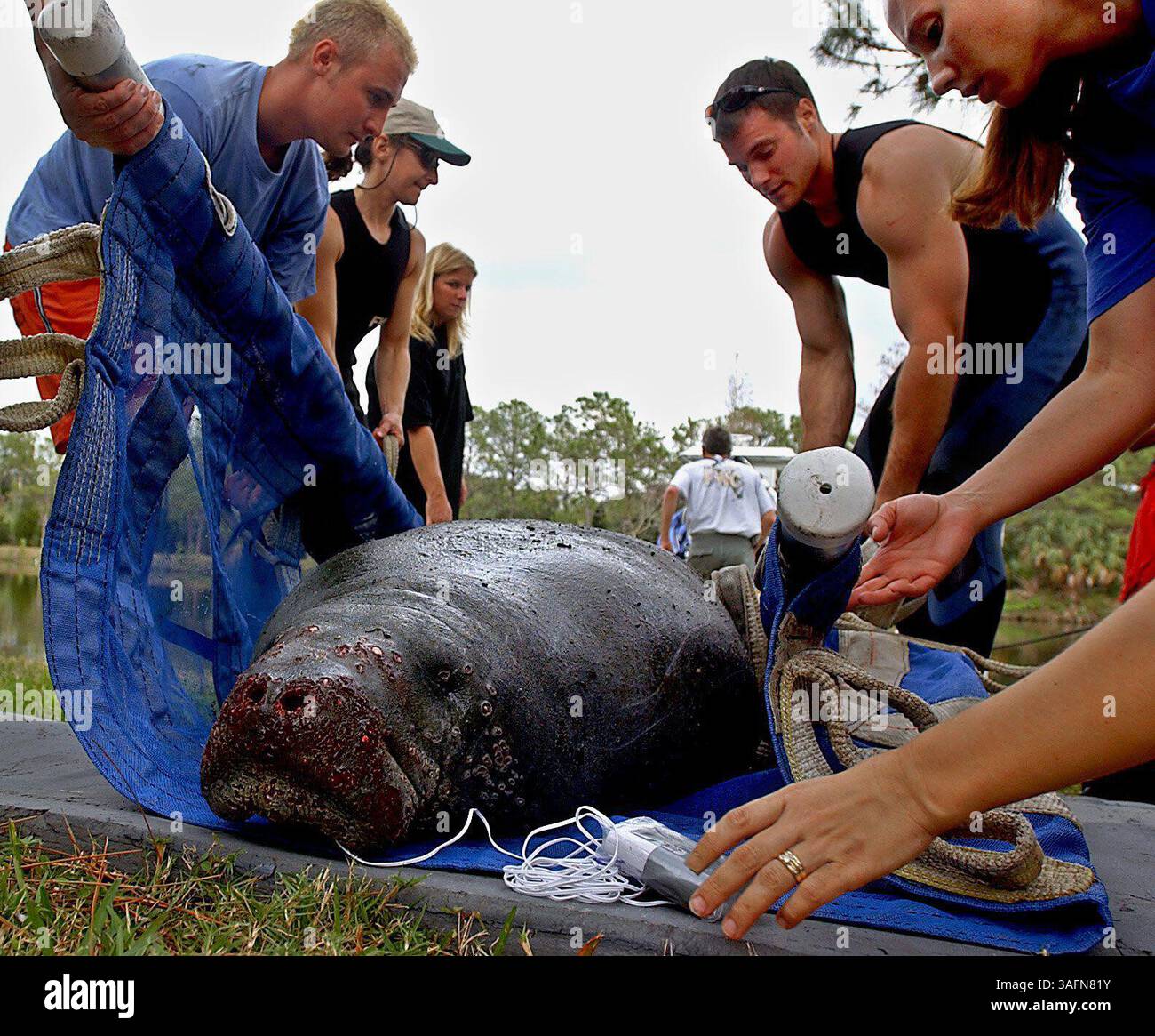 DELIVER TO NP DESK---2/02/2005--Manatee Capture---3. Employees from the ...