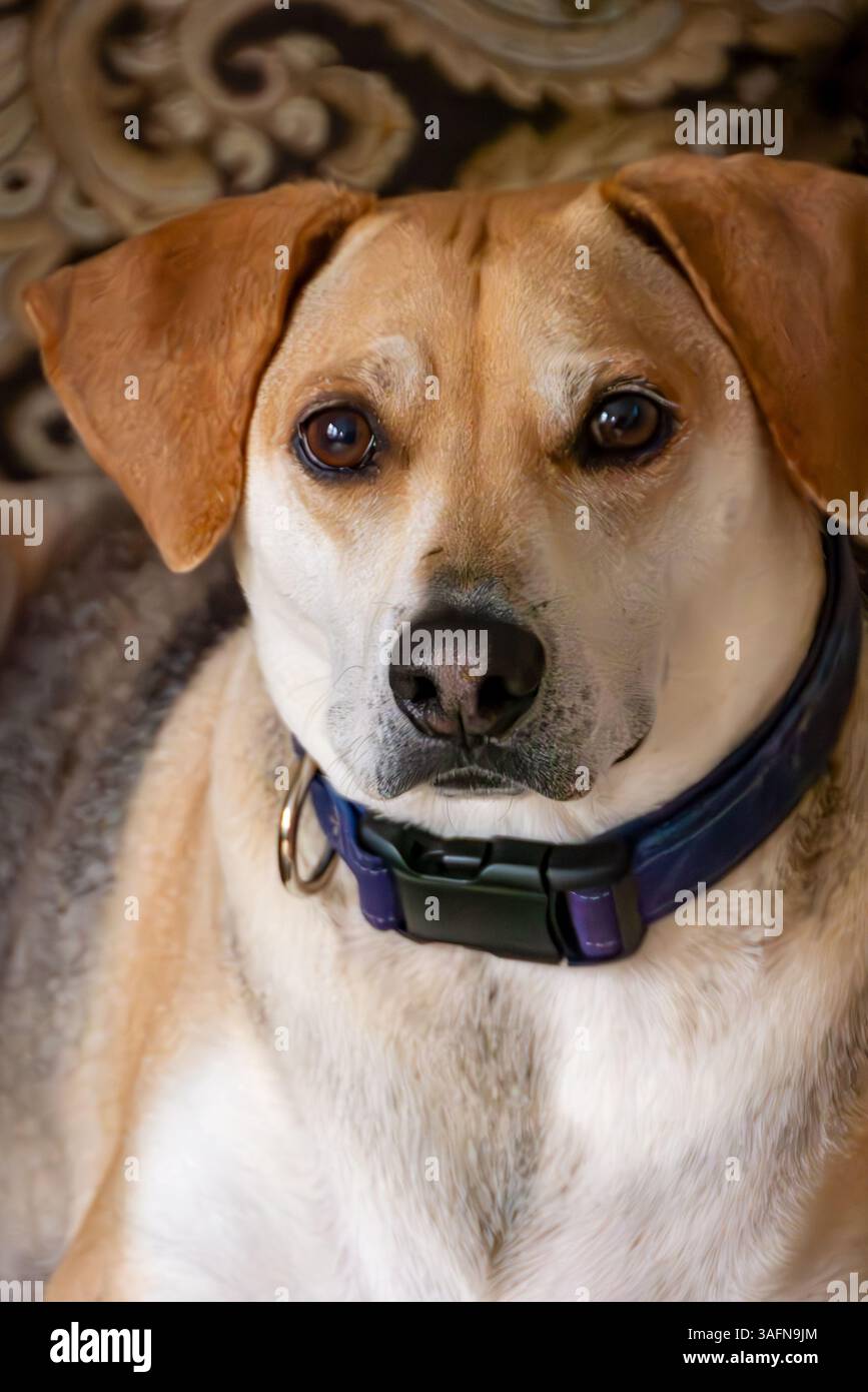 A male adult beagle mix looks intently at the camera sporting pocket ...