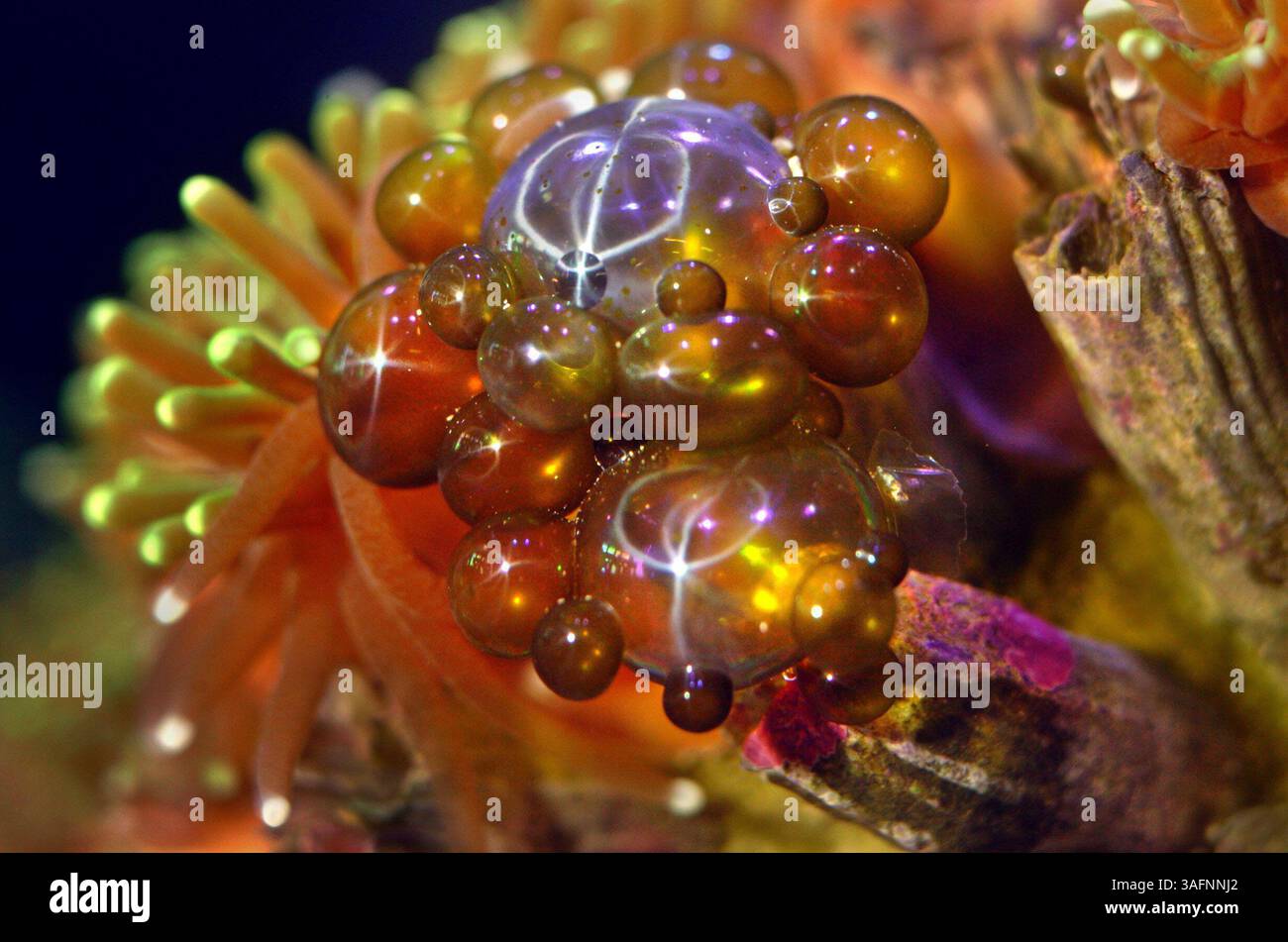 Small cluster of spores hi-res stock photography and images - Alamy