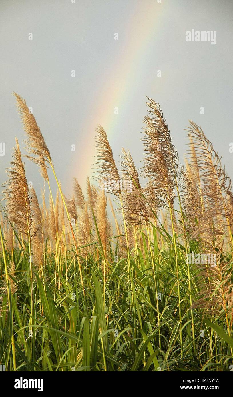 Sembrar trigo hi-res stock photography and images - Alamy