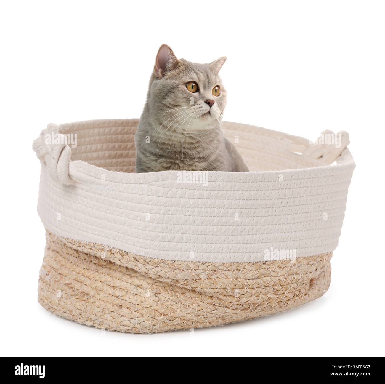 Cute cat peeking out of laundry basket on white background Stock Photo ...