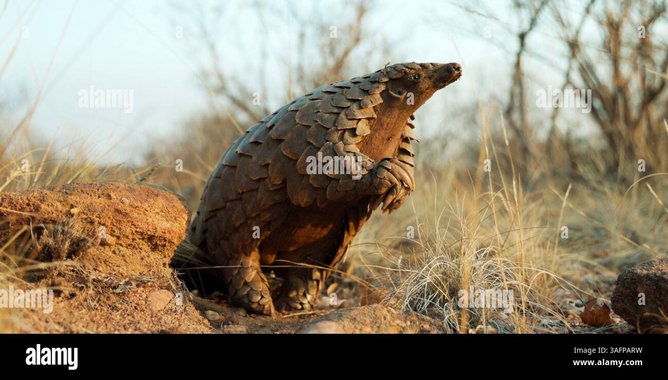 PANGOLIN: KULU'S JOURNEY, 2025. © Netflix / Courtesy Everett Collection ...